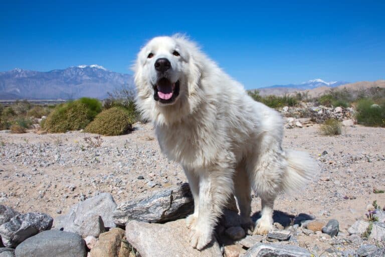 How Much to Feed a Great Pyrenees (Feeding Chart & Guide)