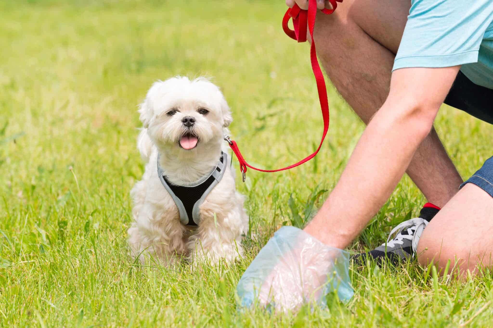 Green Dog Poop: Causes, Meaning & Treatments (With FAQs)