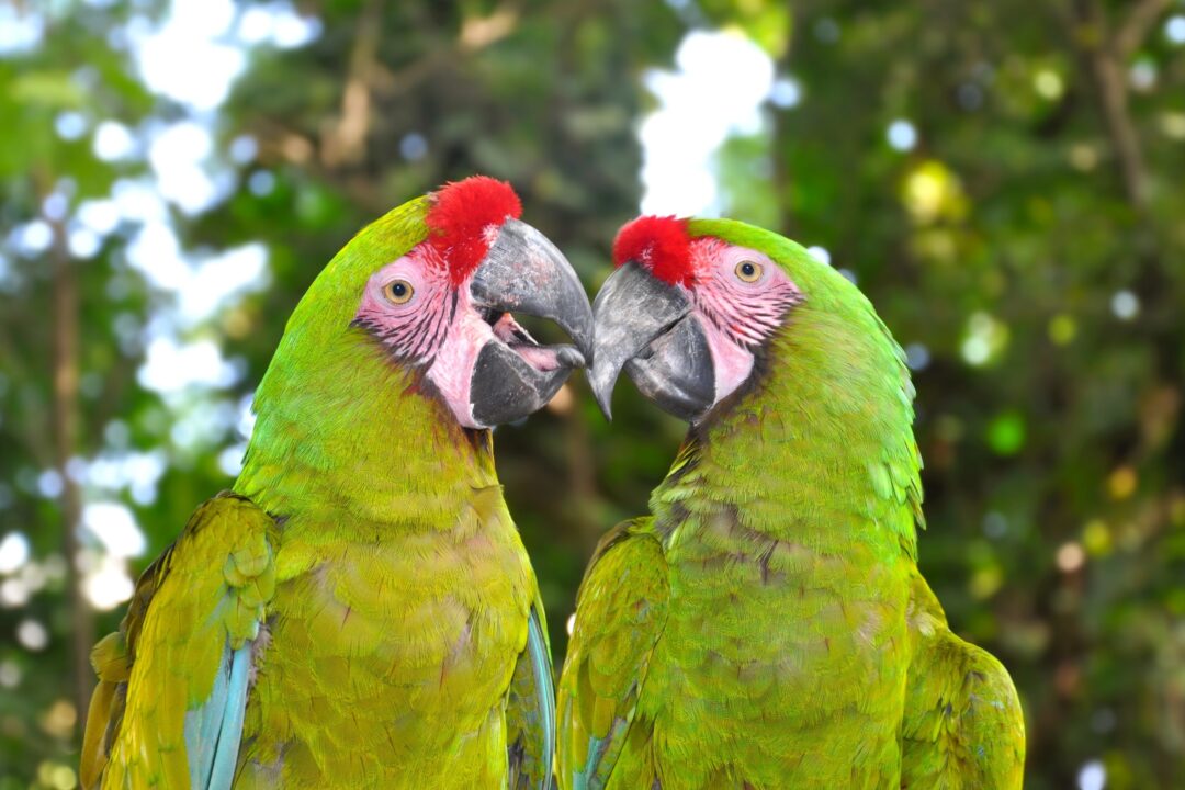 Parrot Tongue Anatomy, Function & Facts (With Pictures)