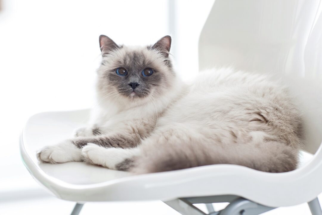 7 Grey Cat Breeds With Blue Eyes You'll Love (With Pictures)
