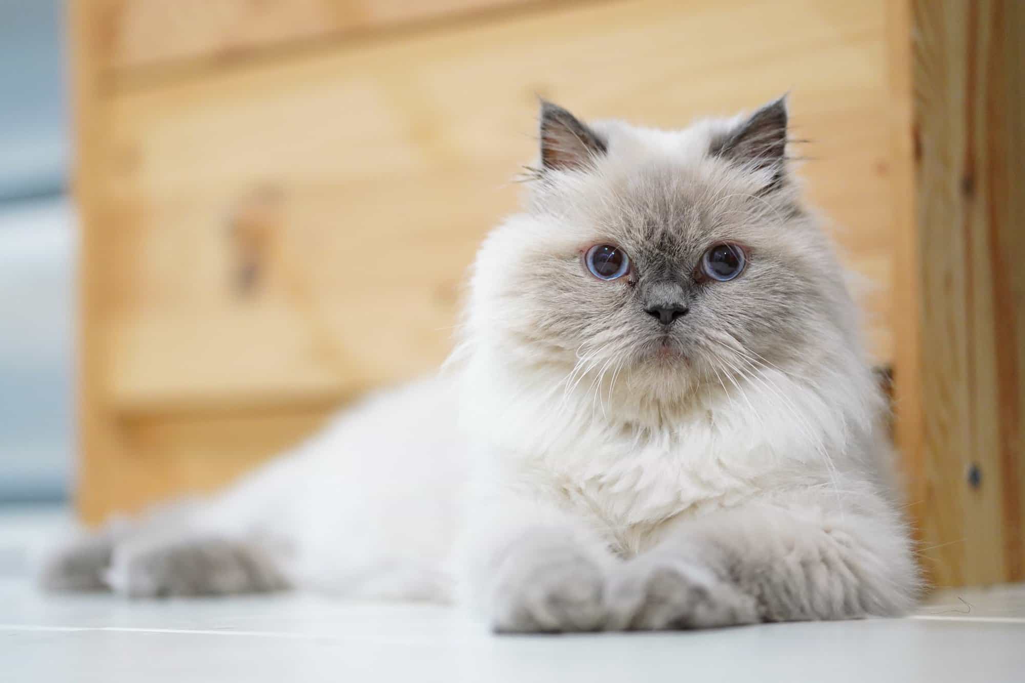 7 Grey Cat Breeds With Blue Eyes You'll Love (With Pictures)