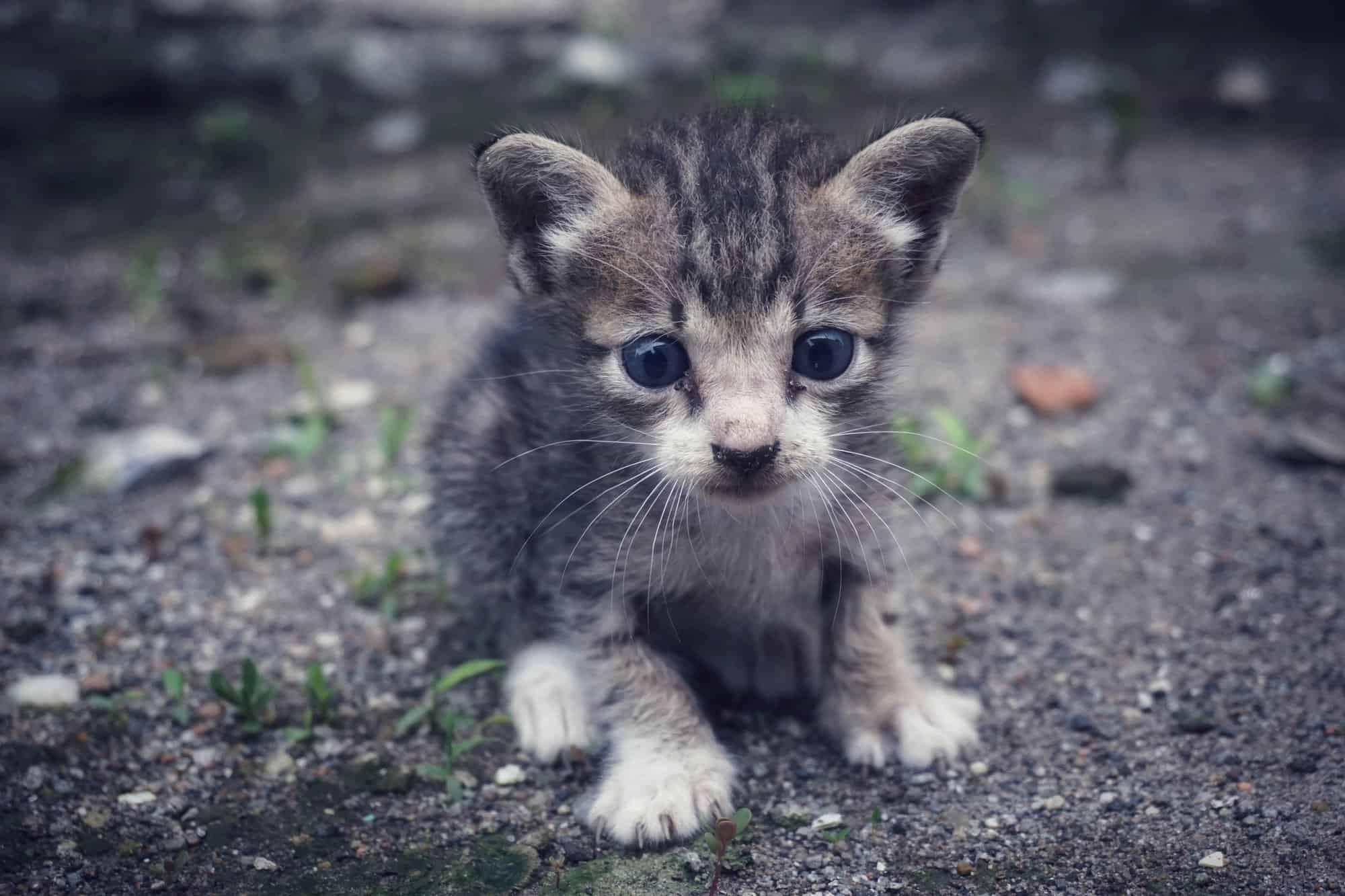 7 Grey Cat Breeds With Blue Eyes You'll Love (With Pictures)