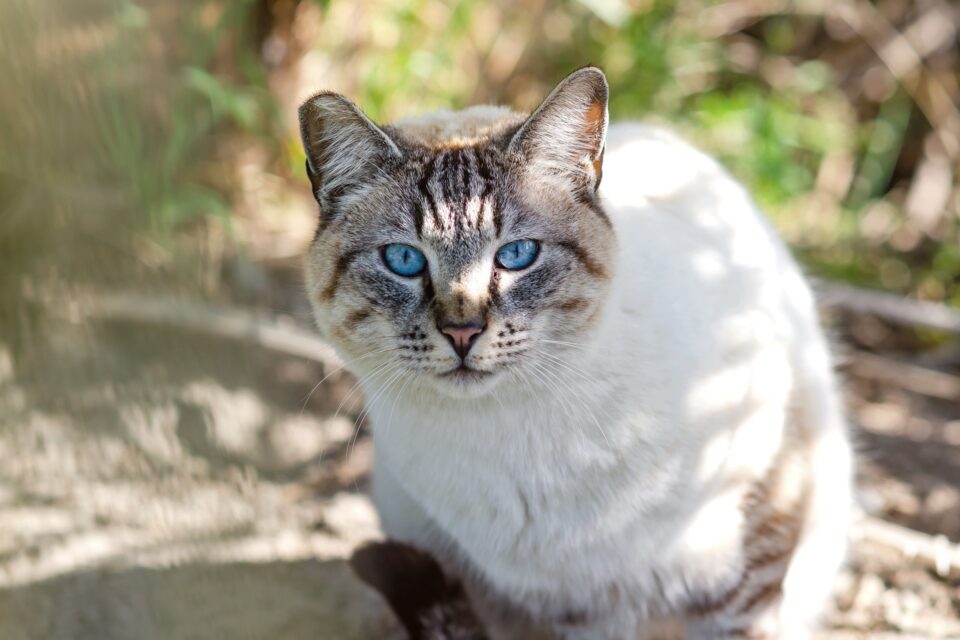 7 Grey Cat Breeds With Blue Eyes You'll Love (With Pictures)