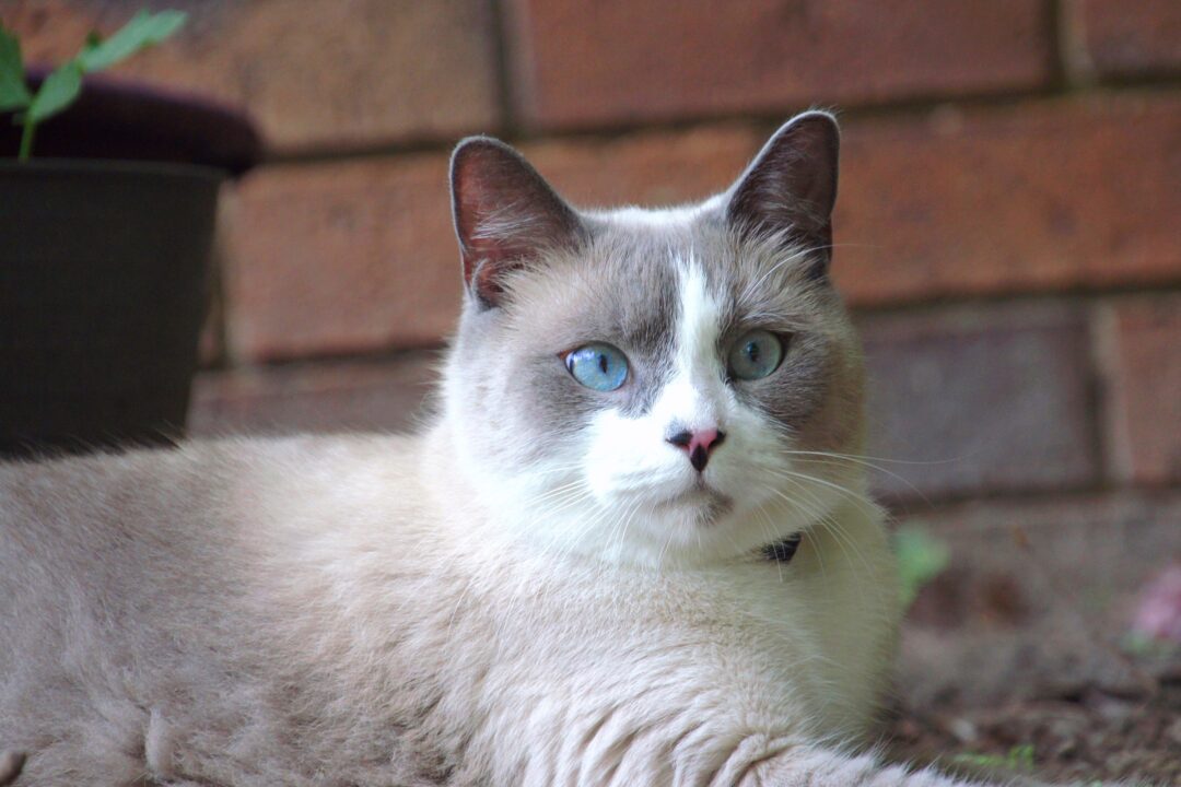 7 Grey Cat Breeds With Blue Eyes You'll Love (With Pictures)