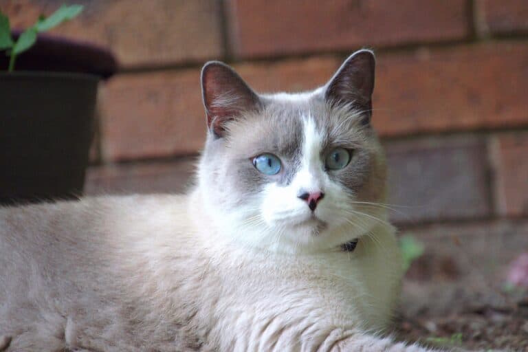 7 Grey Cat Breeds With Blue Eyes You'll Love (With Pictures)