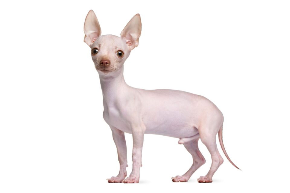 Hairless Chihuahua: Facts, Genetics & Traits (With Pictures)