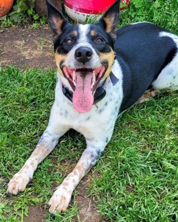 Hanging Tree Dog | Dog Breed Information, Pictures & Facts