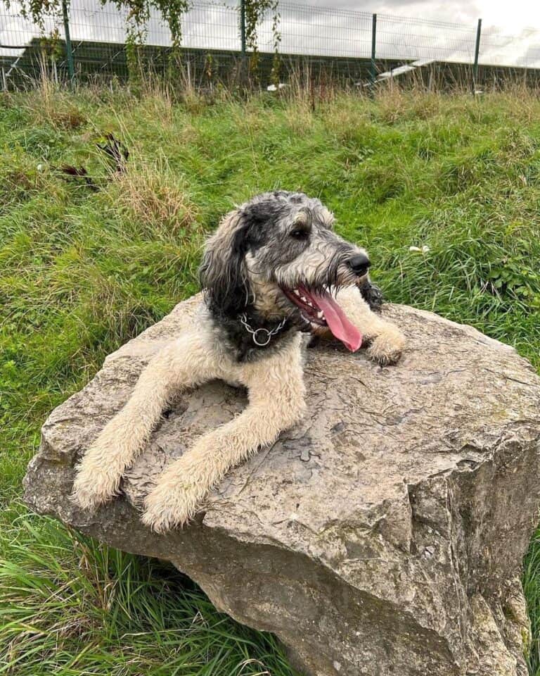 Giant Schnoodle (Giant Schnauzer & Poodle Mix) Info, Pictures, Facts ...