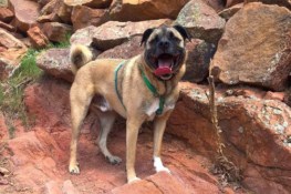 Husky Pug Mix (Hug Dog) Info, Pictures, Traits, Facts & FAQs