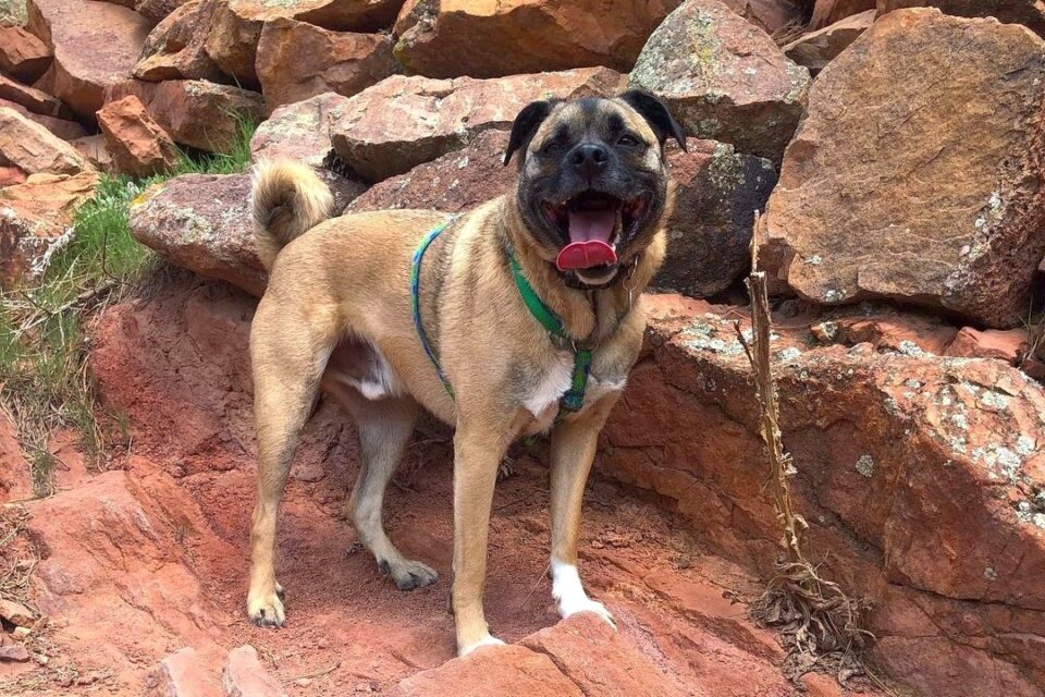 Husky Pug Mix (Hug Dog) Info, Pictures, Traits, Facts & FAQs