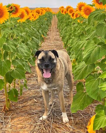 Husky Pug Mix (Hug Dog) Info, Pictures, Traits, Facts & FAQs