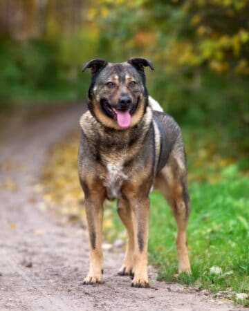 Shepweiler (German Shepherd & Rottweiler Mix) Info, Pictures, Facts ...