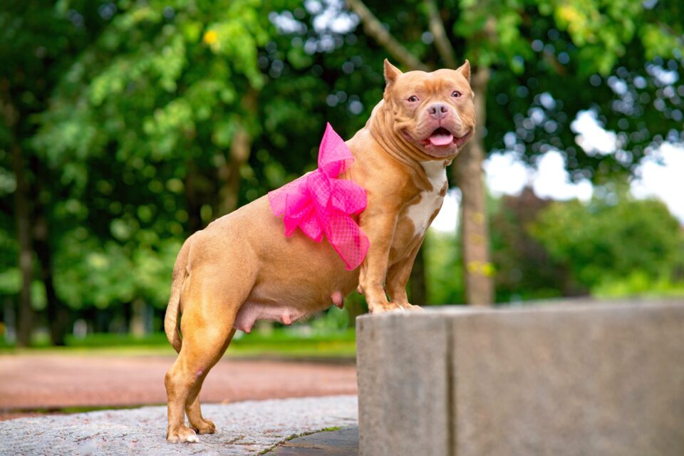 American Bully Pregnancy Length, Stages, Signs & Care Tips