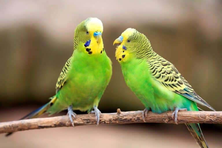 How to Tell If a Parakeet Is Male or Female (6 Easy Steps)