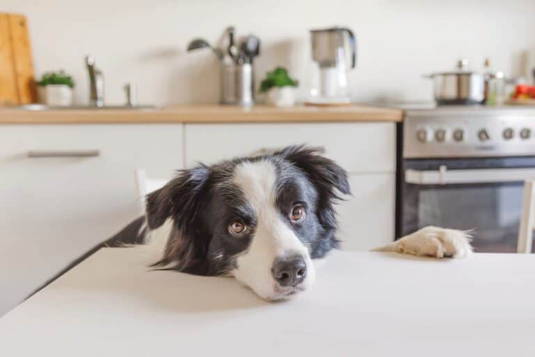 How Much to Feed a Border Collie (Puppy & Adult Feeding Chart)