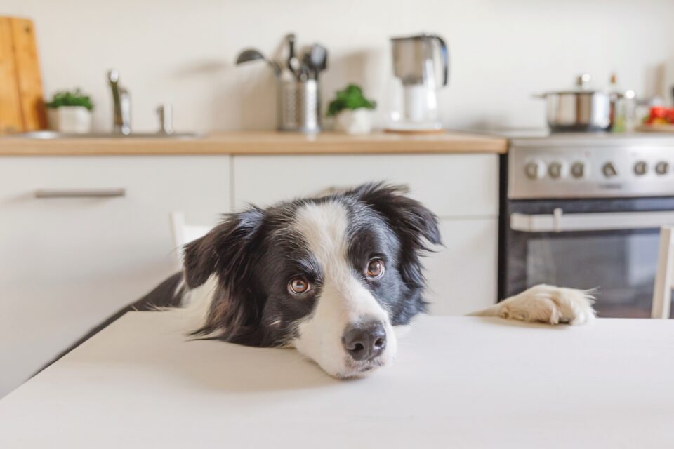 How Much to Feed a Border Collie (Puppy & Adult Feeding Chart)