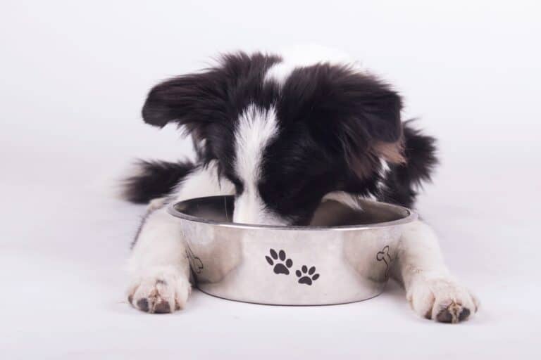 How Much to Feed a Border Collie (Puppy & Adult Feeding Chart)