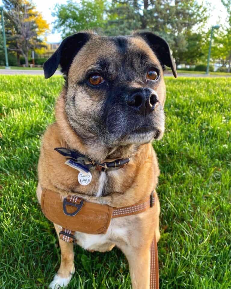 Husky Pug Mix (Hug Dog) Info, Pictures, Traits, Facts & FAQs