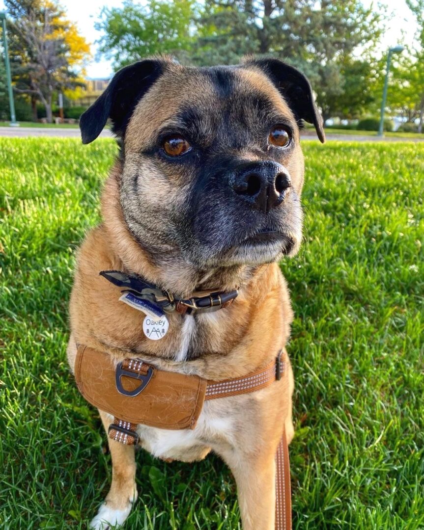 Husky Pug Mix (Hug Dog) Info, Pictures, Traits, Facts & FAQs