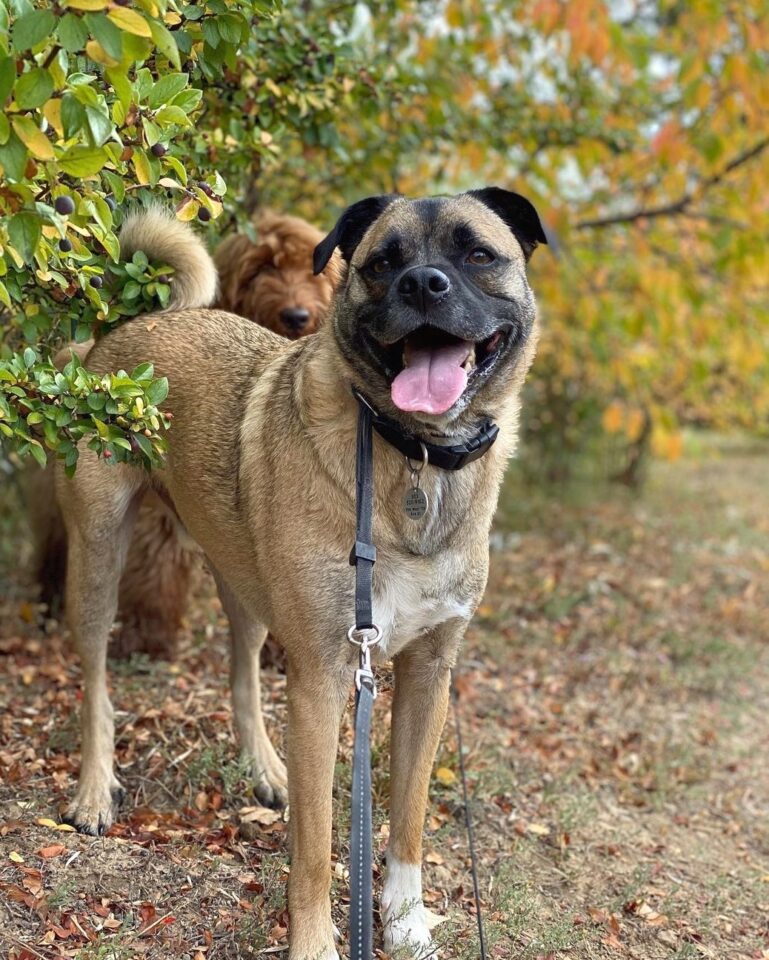 Husky Pug Mix (Hug Dog) Info, Pictures, Traits, Facts & FAQs