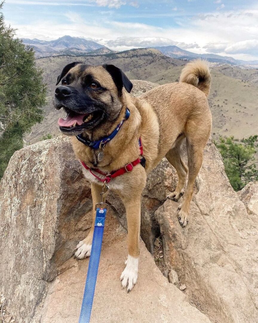 Husky Pug Mix (Hug Dog) Info, Pictures, Traits, Facts & FAQs