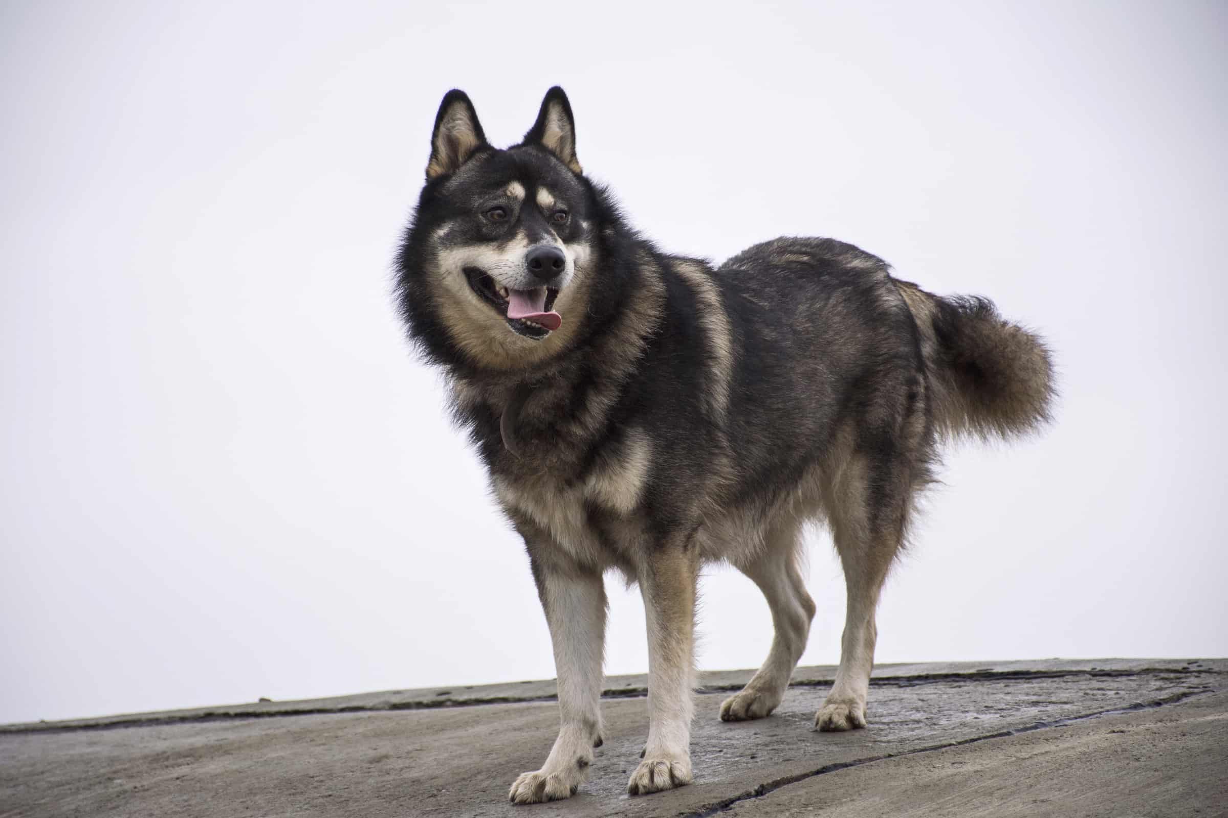 Shepsky (German Shepherd & Husky Mix) Info, Pictures, Facts, FAQs & More