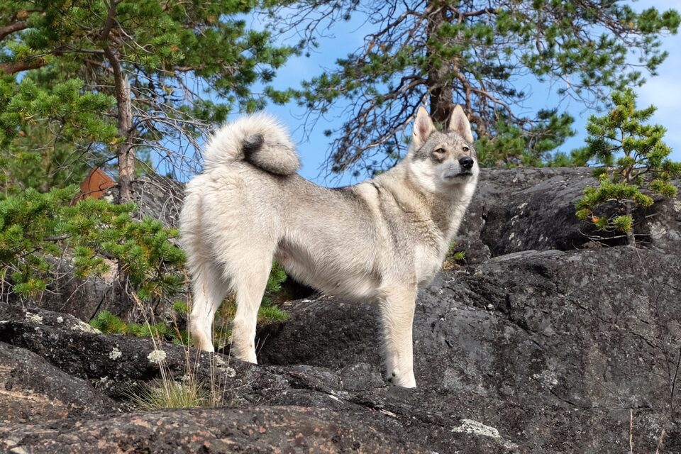 Why Do Huskies Have Curly Tails? Complete Husky Tail Guide