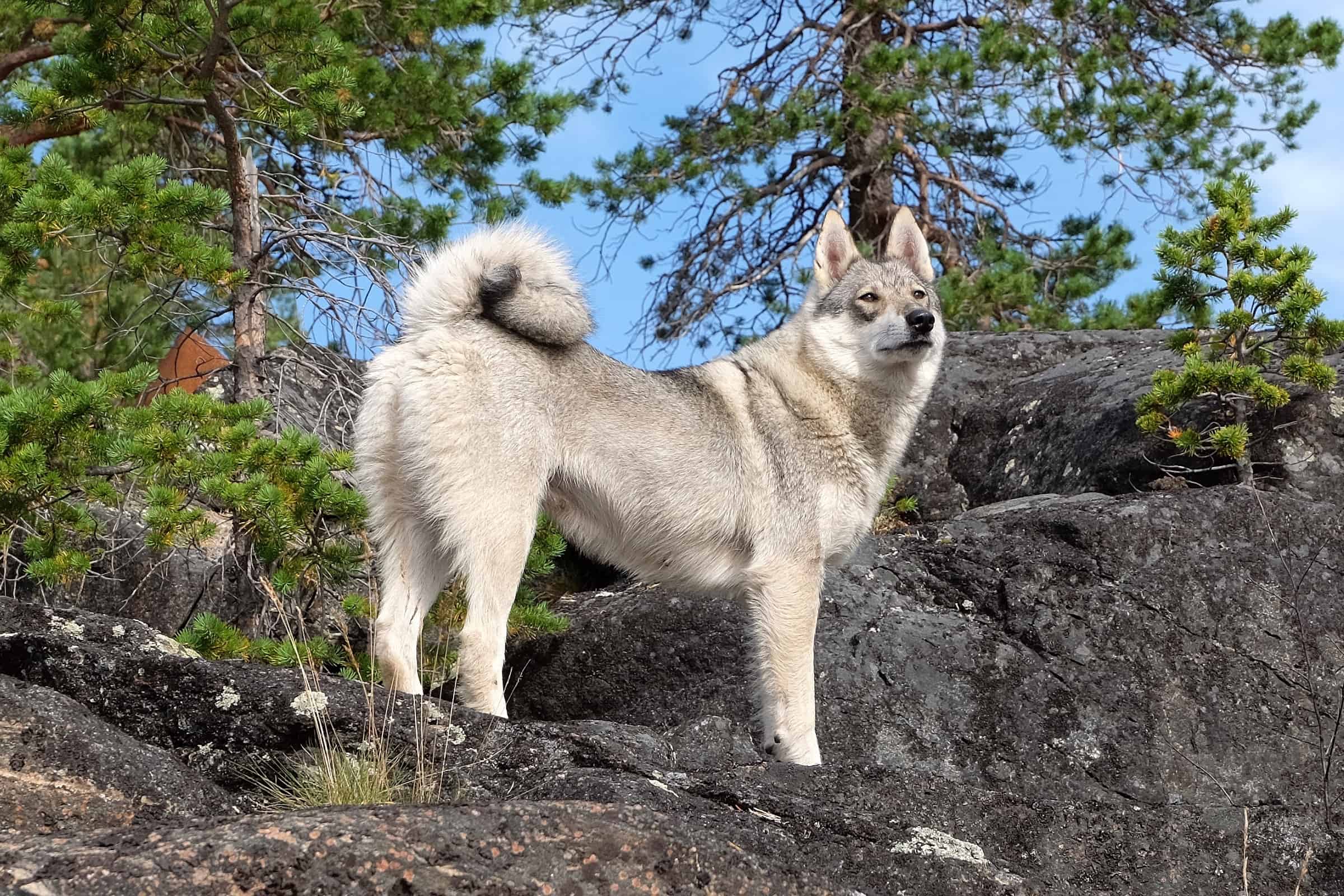 Why Do Huskies Have Curly Tails? Complete Husky Tail Guide