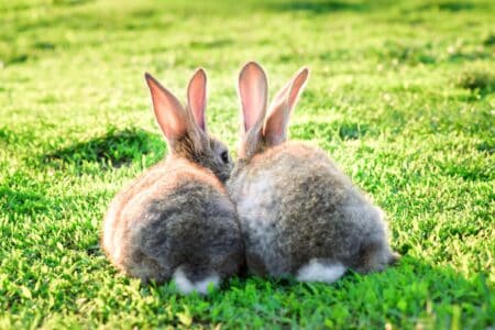 Rabbit Tail Anatomy, Function, Facts & FAQs (With Pictures)