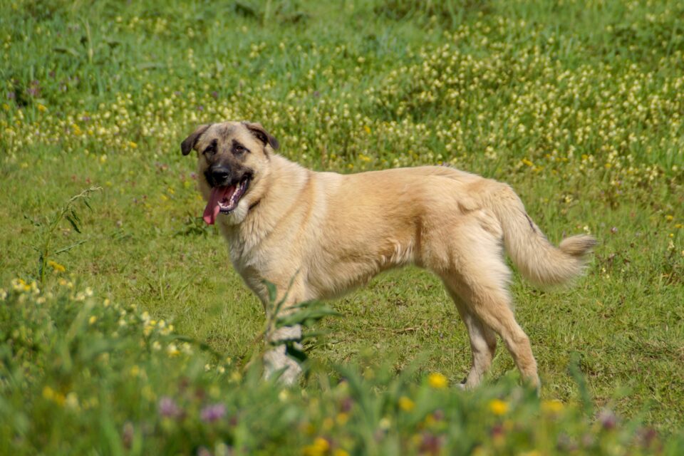 Kangal Shepherd Dog | Dog Breed Information, Pictures & Facts