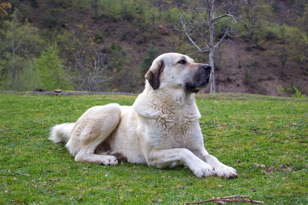 Kangal Shepherd Dog | Dog Breed Information, Pictures & Facts