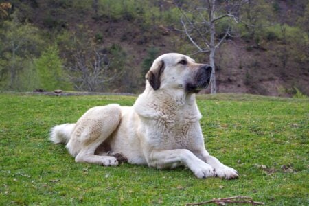 Kangal Shepherd Dog | Dog Breed Information, Pictures & Facts Kangal Shepherd Dog | Dog Breed Information, Pictures & Facts