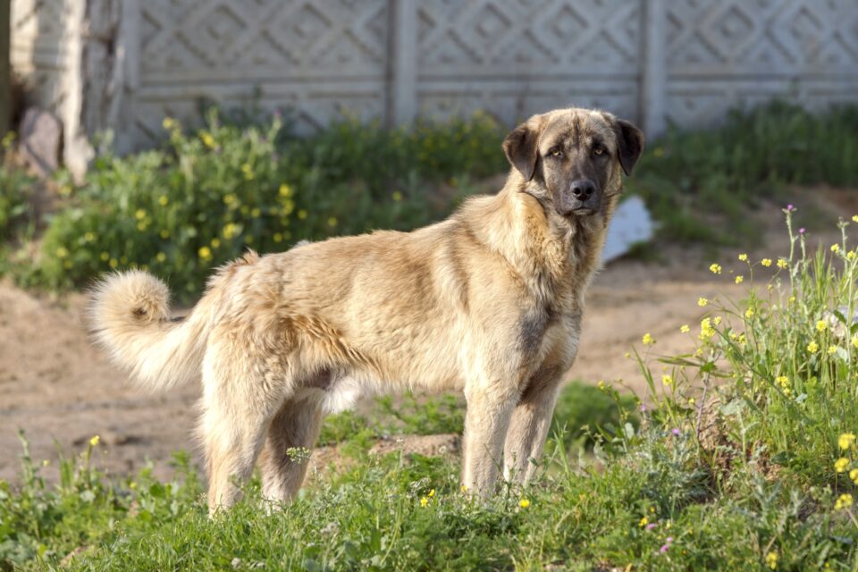 Kangal Shepherd Dog | Dog Breed Information, Pictures & Facts