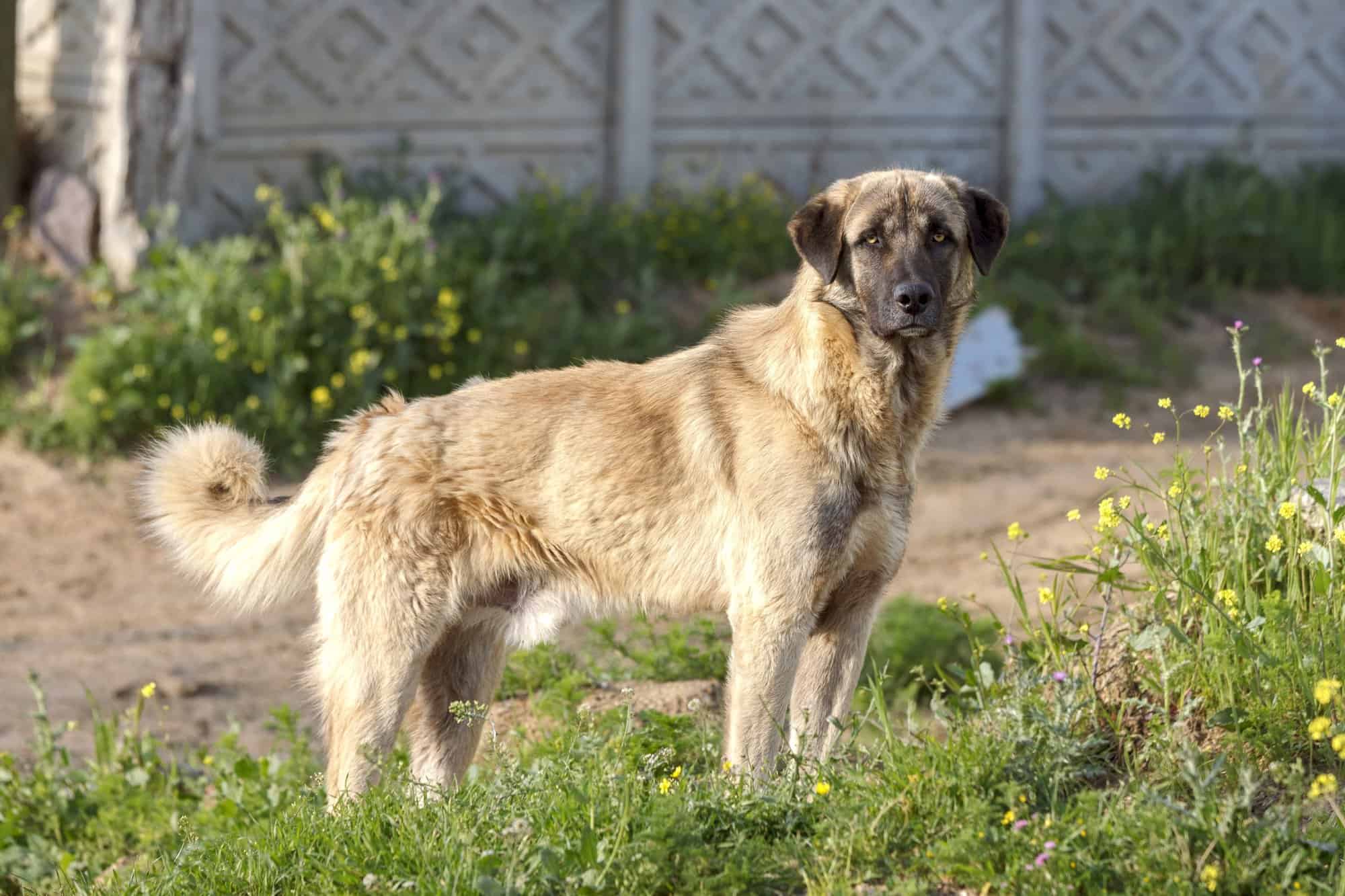 Kangal Shepherd Dog | Dog Breed Information, Pictures & Facts