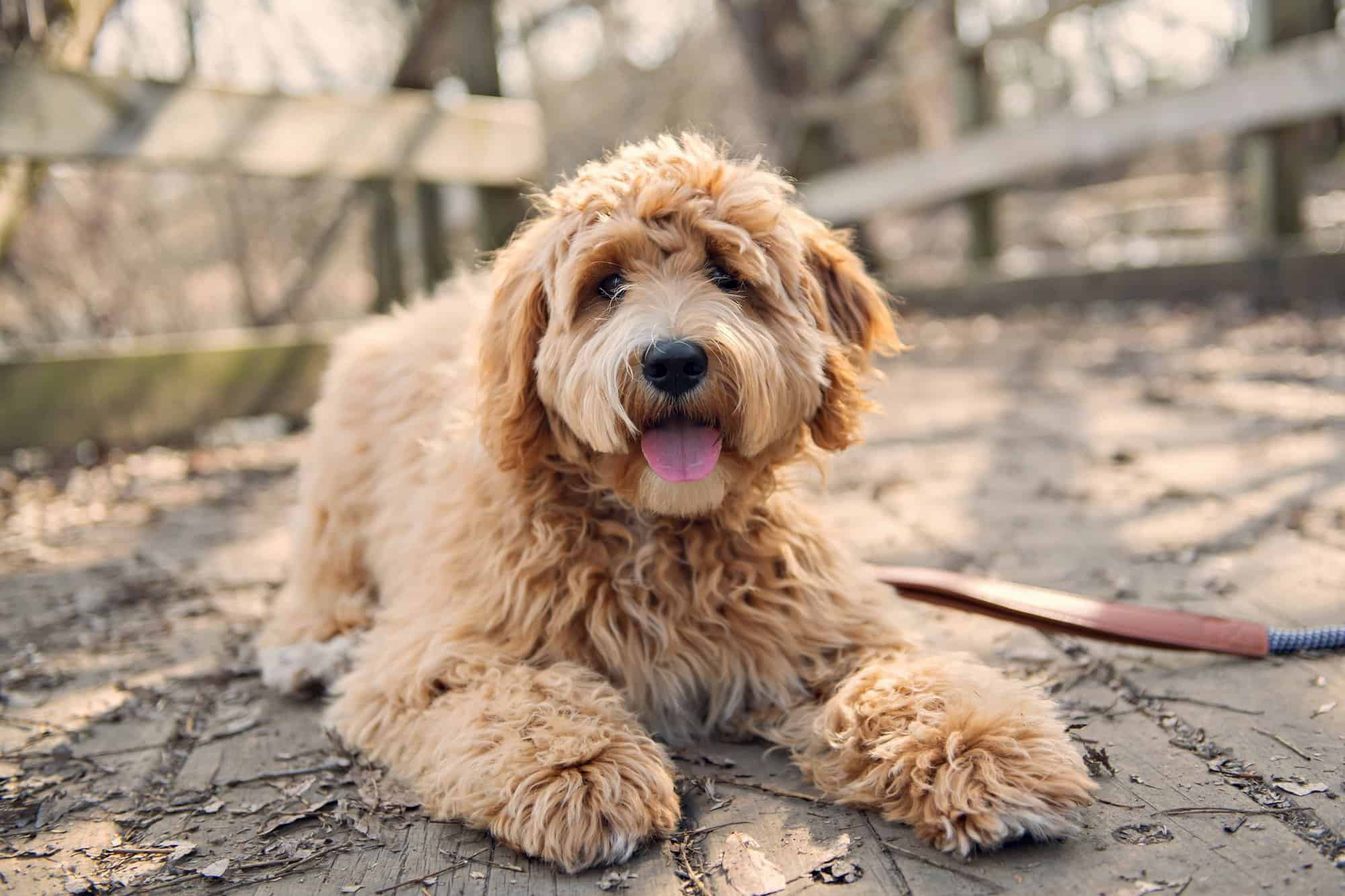 How Much to Feed a Labradoodle (Puppy & Adult Feeding Chart)