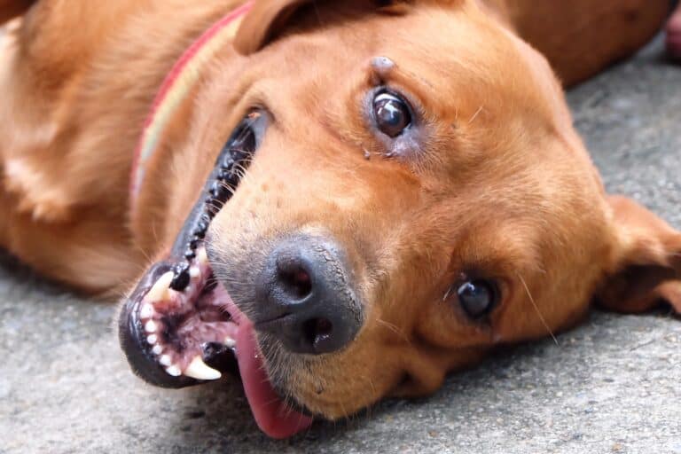 Crusty Dog Noses (Nasal Hyperkeratosis): Causes & Treatments