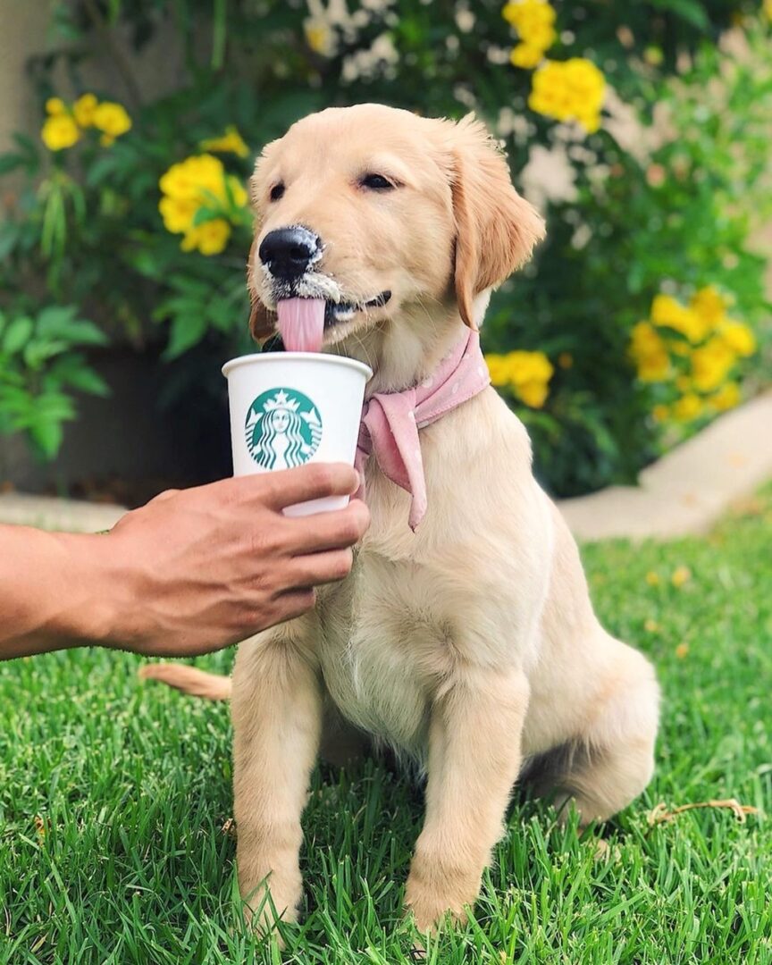 What Is a Starbucks Puppuccino? - Cost, Ingredients & FAQs