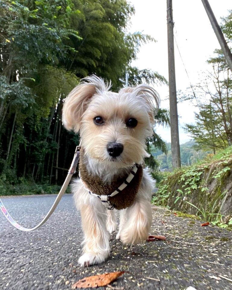 Maltese Terrier Mix: Info, Pictures, Facts, Traits, FAQs & More