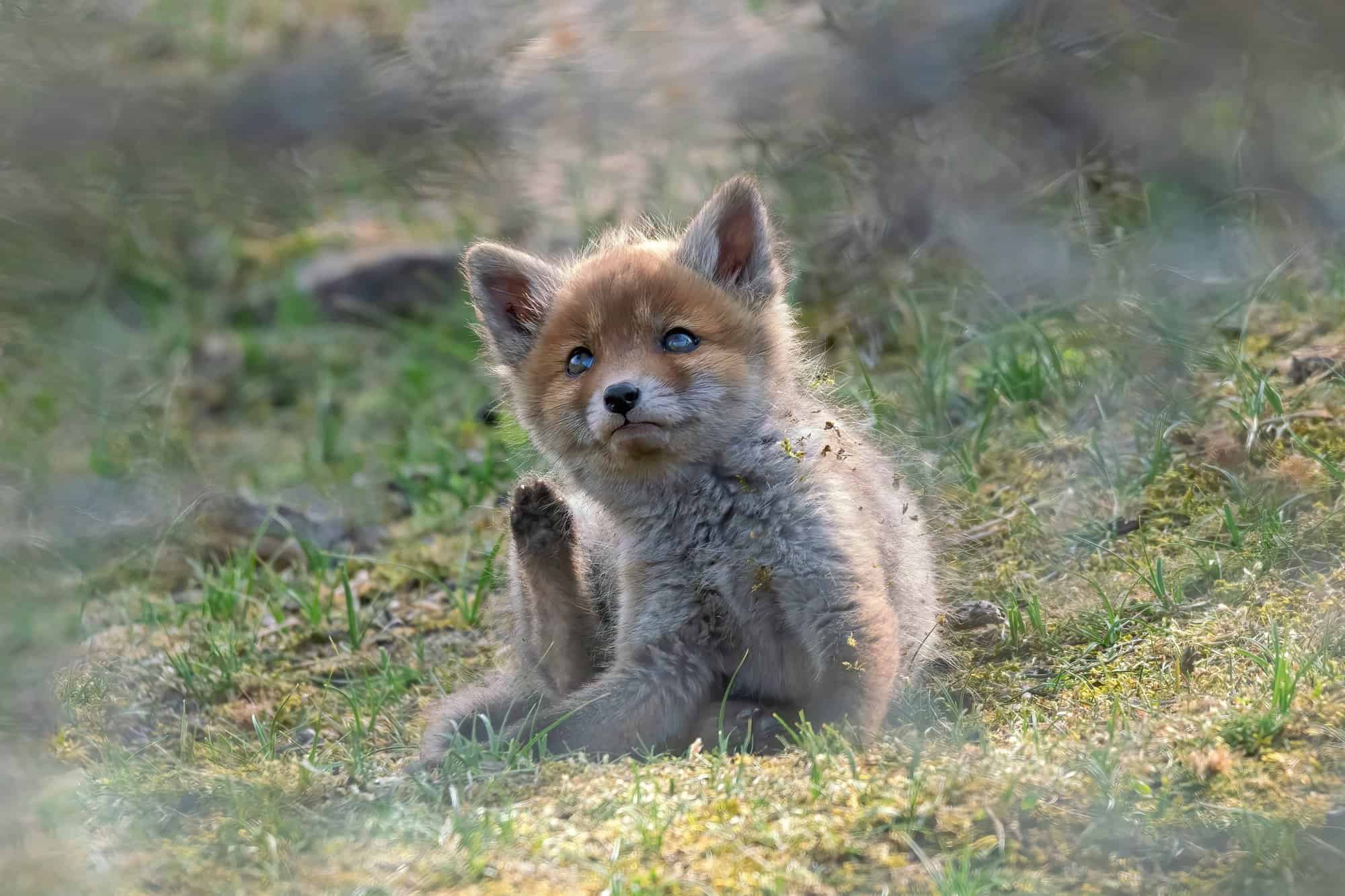 70+ Cute Baby Foxes to Brighten Your Day (With Pictures)