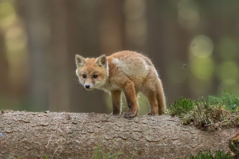 70+ Cute Baby Foxes to Brighten Your Day (With Pictures)