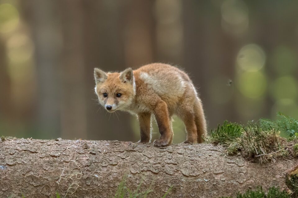 70+ Cute Baby Foxes to Brighten Your Day (With Pictures)