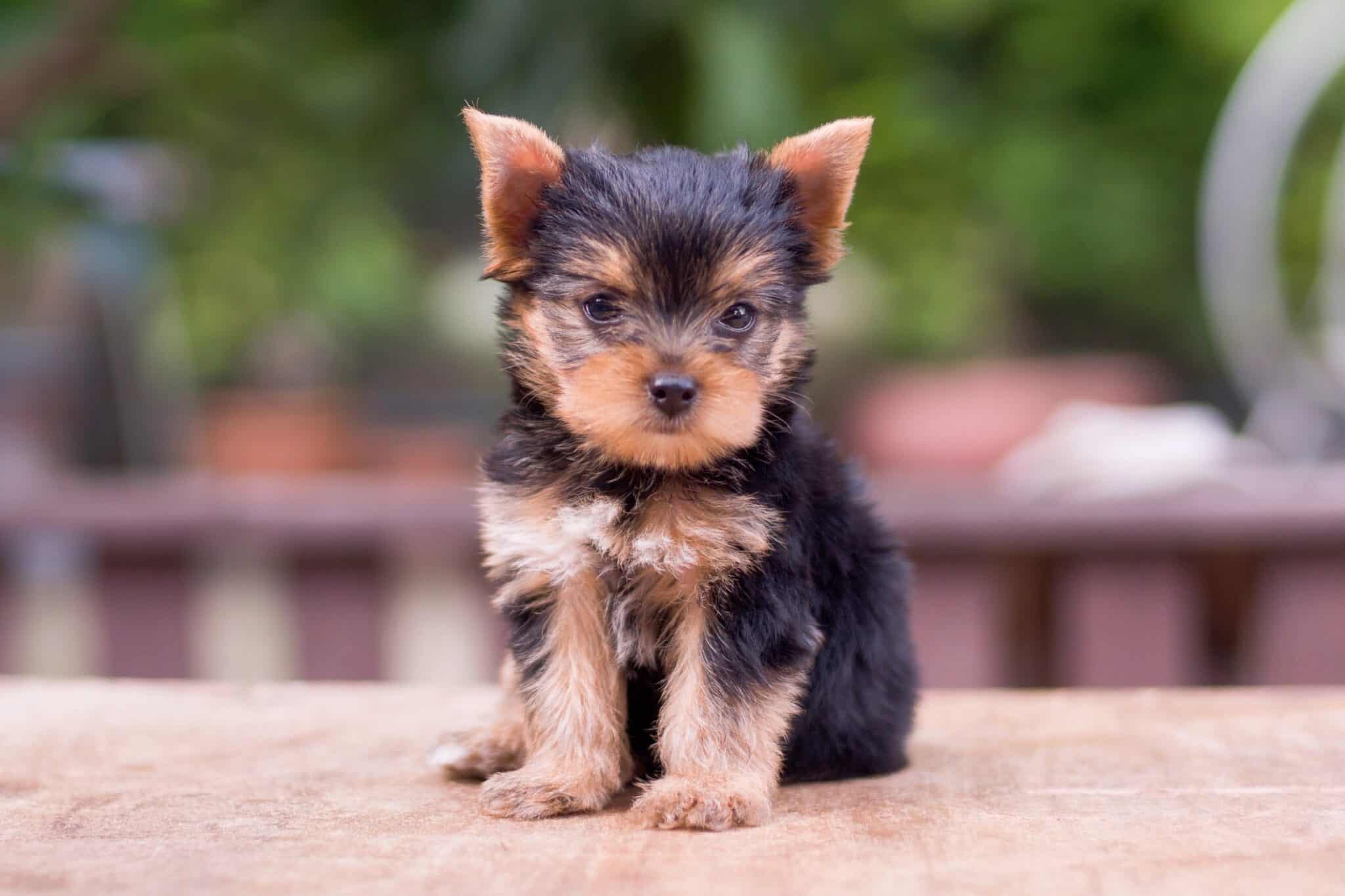 Black Yorkie Facts Genetics Traits And More With Pictures