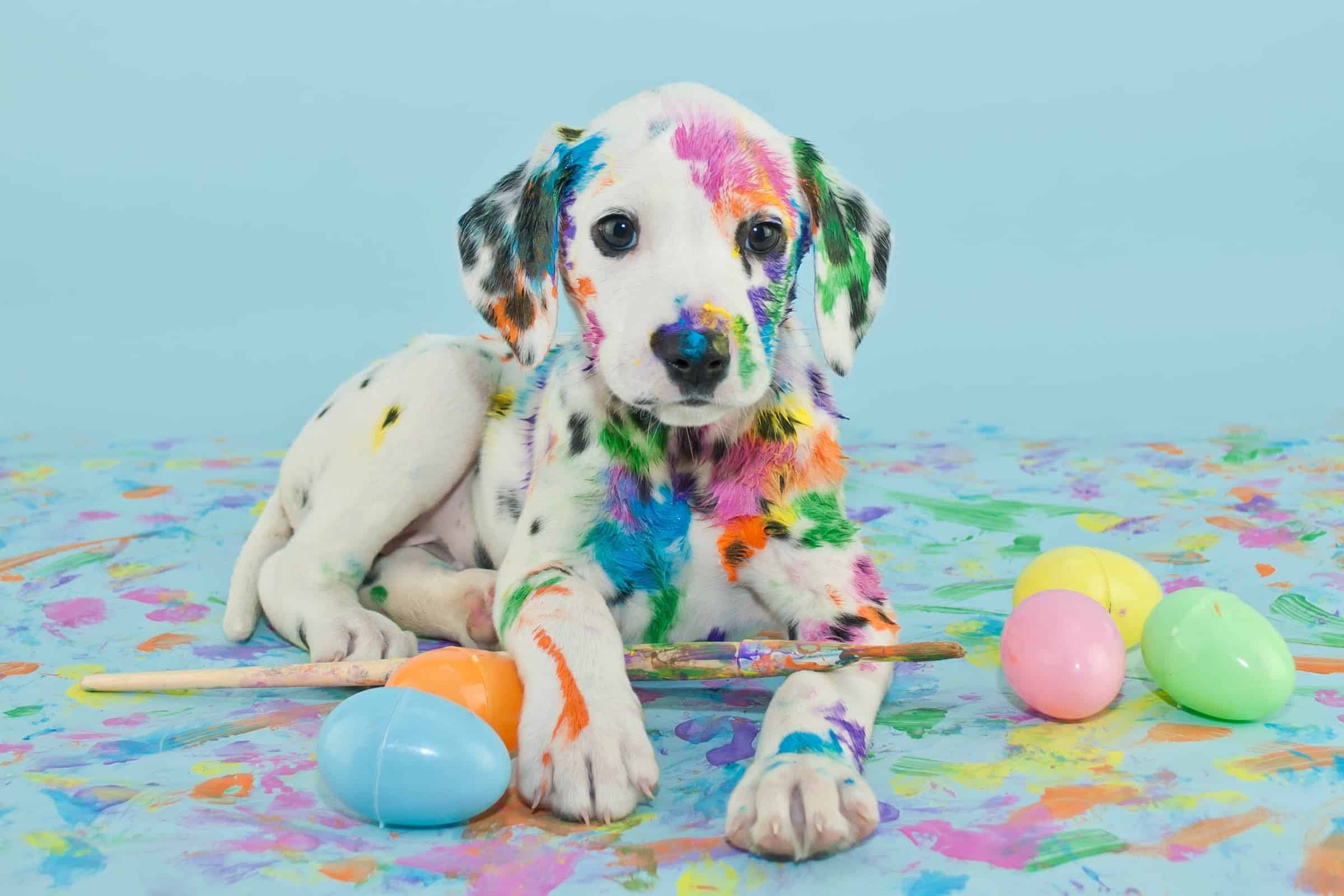 Do Rainbow Dalmatians Actually Exist? - Bubbly Pet