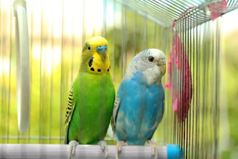 How to Tell If a Parakeet Is Male or Female (6 Easy Steps)