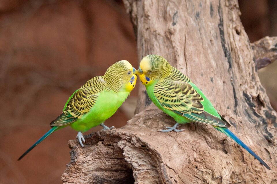 How to Tell If a Parakeet Is Male or Female (6 Easy Steps)