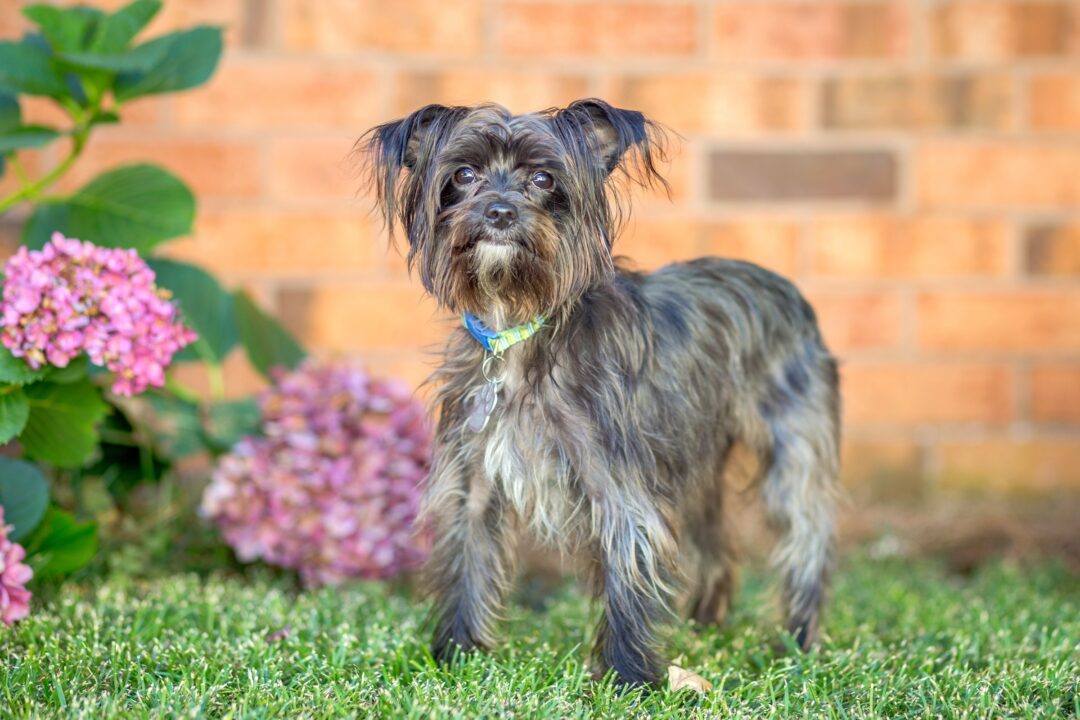 Maltese Terrier Mix: Info, Pictures, Facts, Traits, FAQs & More