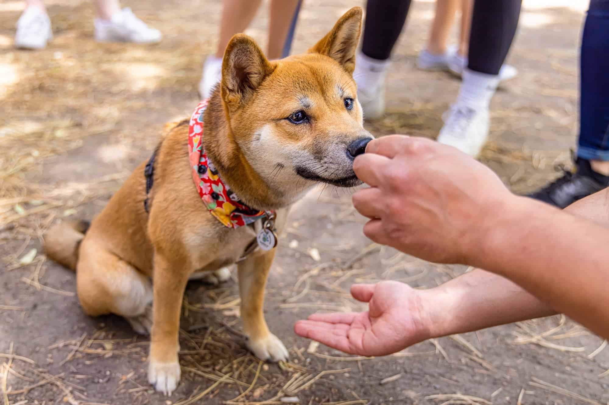 How Much to Feed a Shiba Inu (Puppy & Adult Feeding Chart)