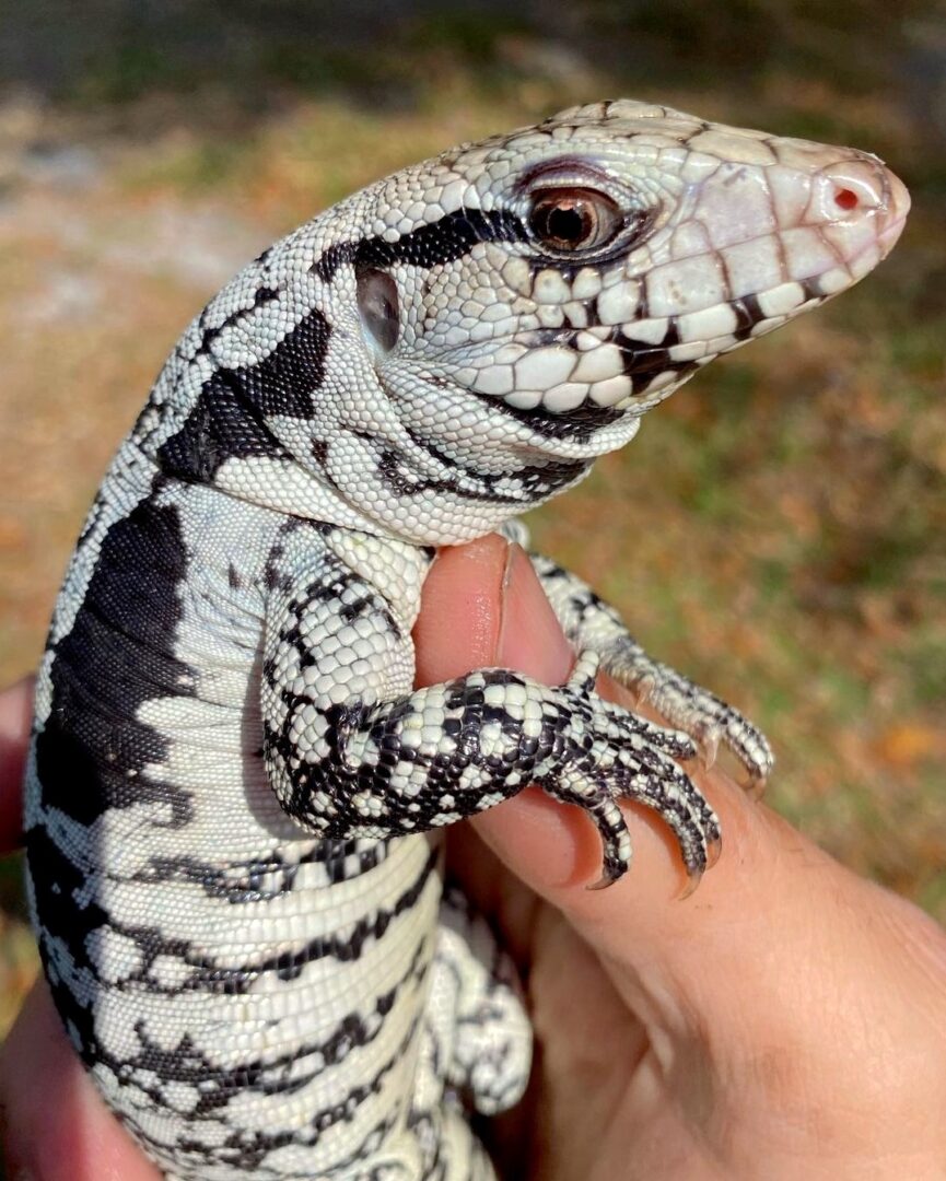Blue Tegu | Information, Facts & Care Guide (With Pictures)