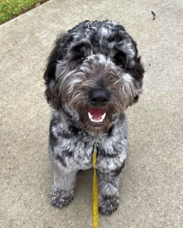 Merle Goldendoodle: Info, Genetics, Traits & FAQ (With Pictures)