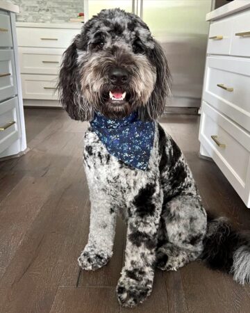 Merle Goldendoodle: Info, Genetics, Traits & FAQ (With Pictures)